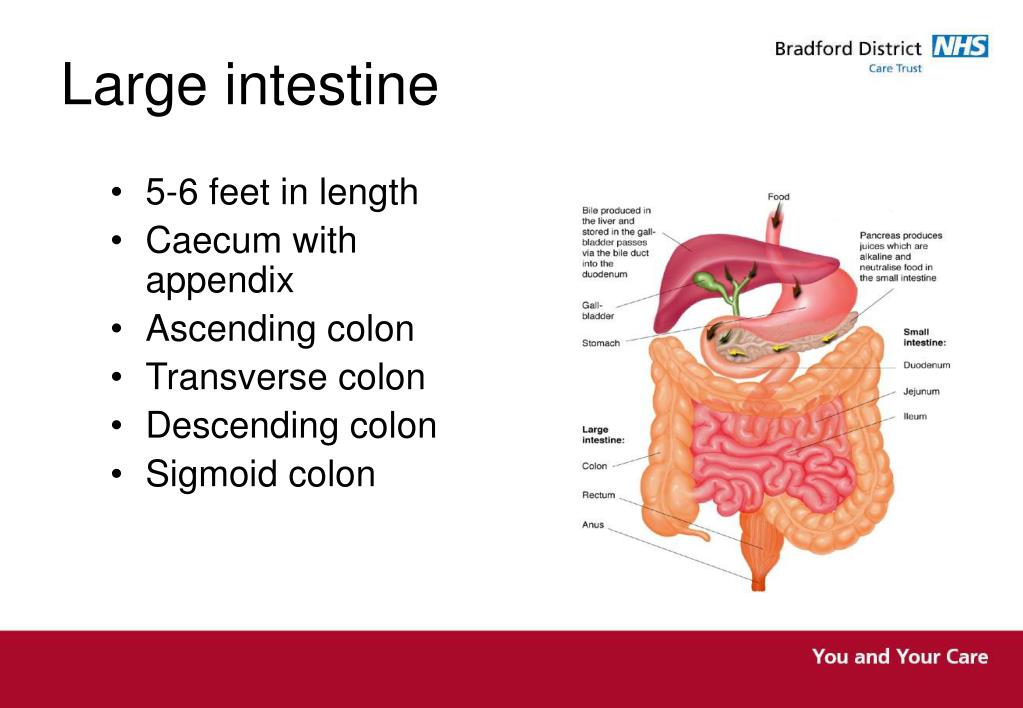 Large Intestine Length In Feet Bruin Blog