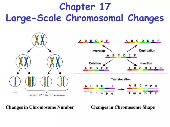 PPT - Chapter 17 Large-Scale Chromosomal Changes PowerPoint ...