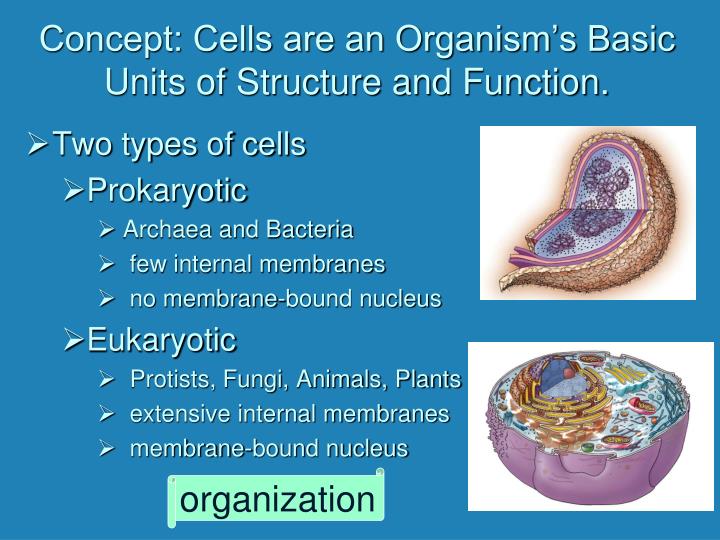 PPT - Introduction to Biology PowerPoint Presentation - ID:1464974