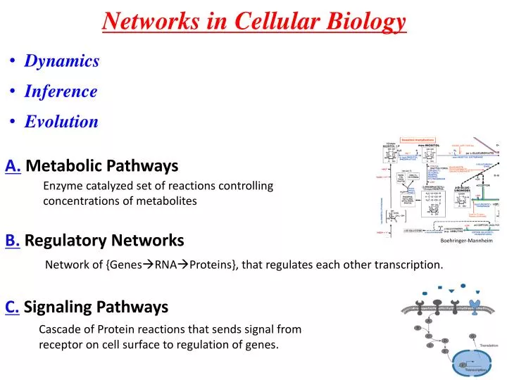 PPT - Networks in Cellular Biology PowerPoint Presentation, free ...