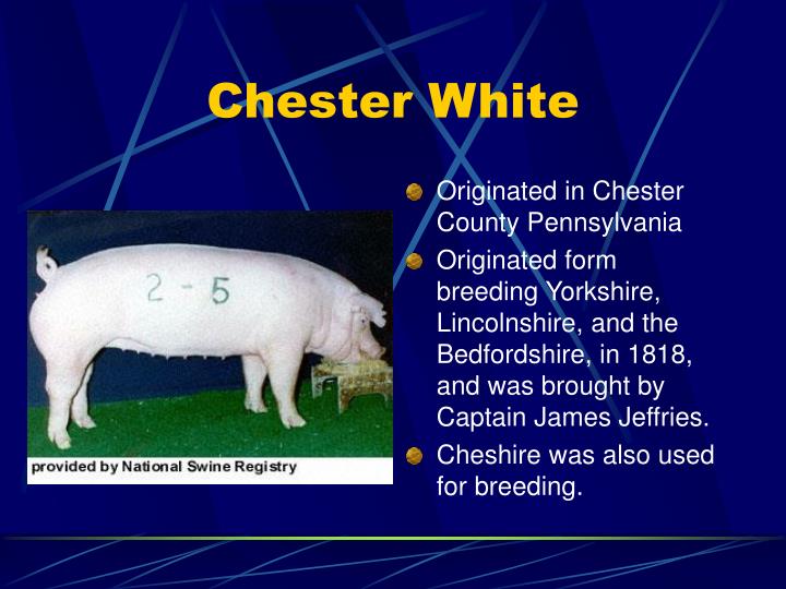 PPT - Breeds of Swine: An Introduction PowerPoint Presentation - ID:1465910