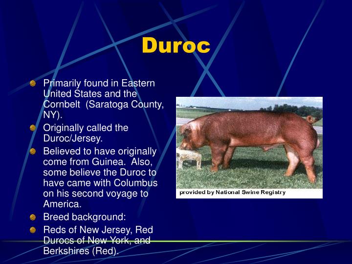 PPT - Breeds of Swine: An Introduction PowerPoint Presentation - ID:1465910