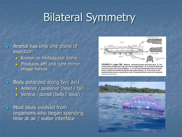 PPT - Practice Questions for Exam 1 PowerPoint Presentation - ID:1465965