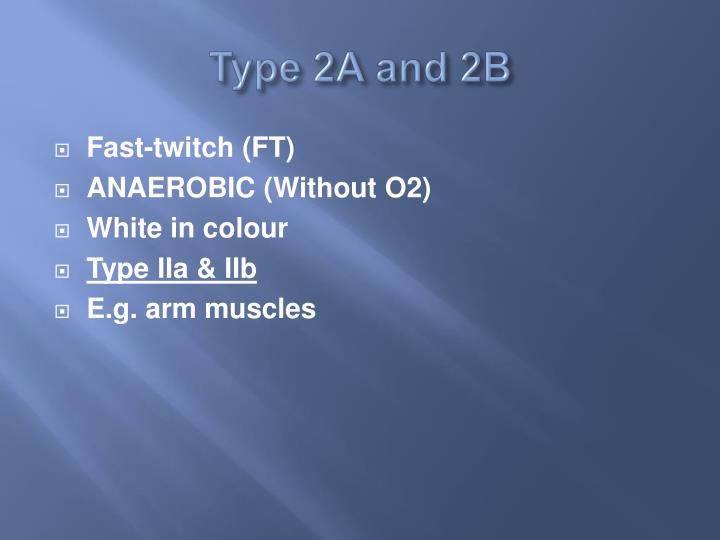 PPT - Muscle Fibre types PowerPoint Presentation - ID:1466177
