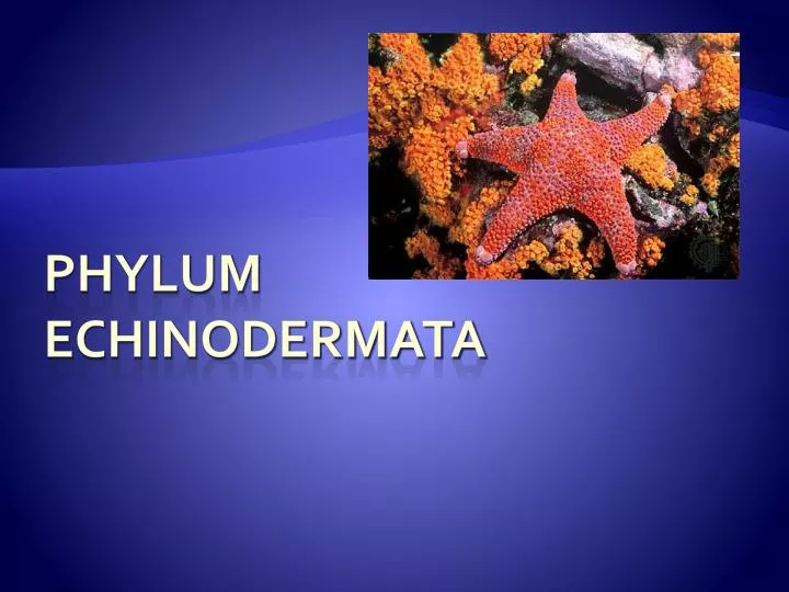 PPT - Phylum Echinodermata PowerPoint Presentation, free download - ID ...