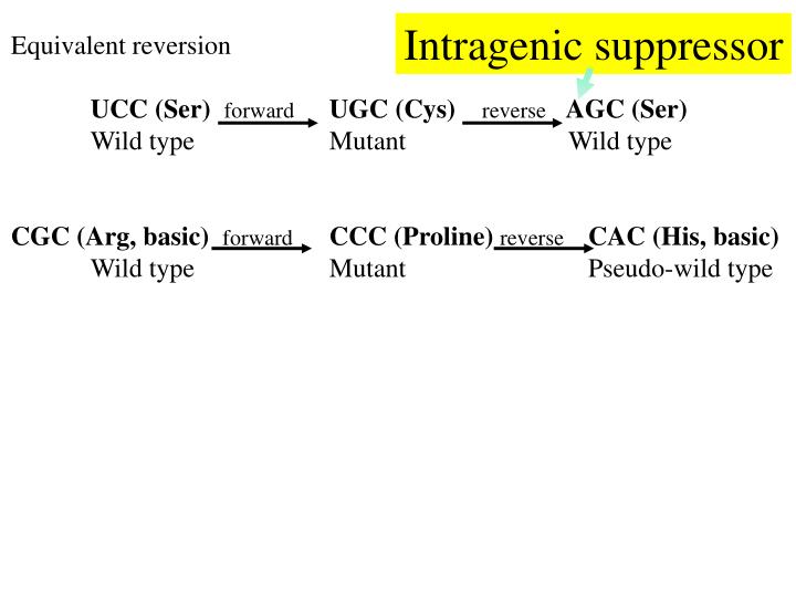 PPT - a+ --> a- mutation (forward mutation) PowerPoint Presentation ...