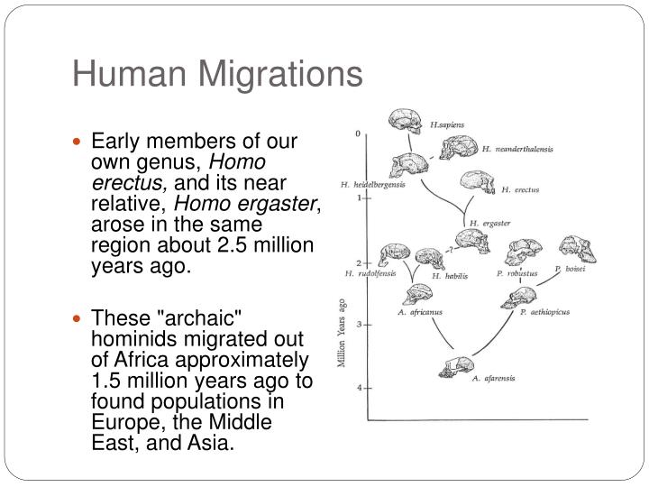 PPT - Using DNA to Trace Human Migrations PowerPoint Presentation - ID ...