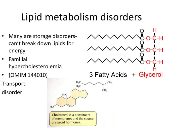 PPT - Proteins, phenotypes, mutation, and genetic diversity PowerPoint ...