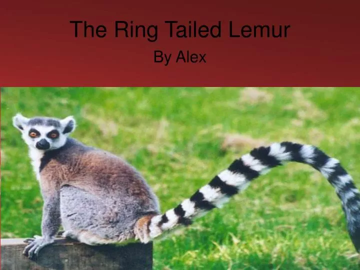 PPT - The Ring Tailed Lemur PowerPoint Presentation, free download - ID:1466575