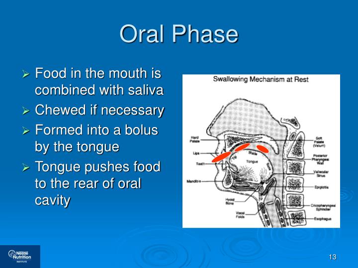 PPT - Dysphagia: Nutrition and Hydration Management PowerPoint ...