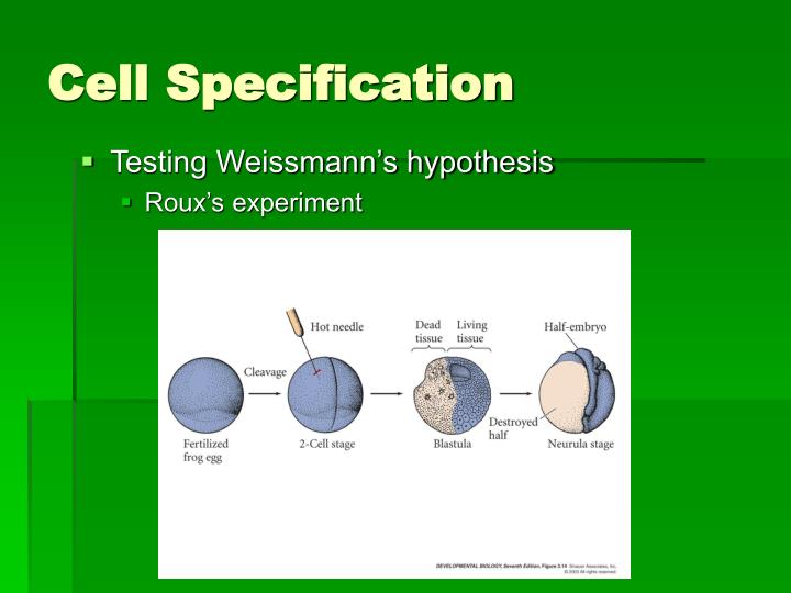 PPT - Experimental Embryology PowerPoint Presentation - ID:146769
