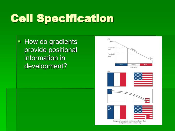PPT - Experimental Embryology PowerPoint Presentation - ID:146769