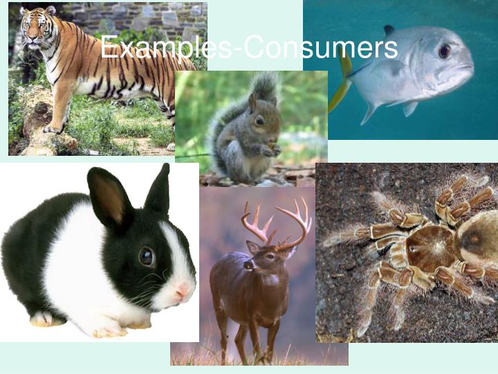 PPT - Energy Flow in Ecosystems PowerPoint Presentation - ID:1468369