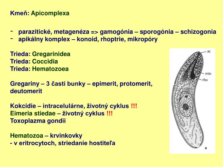 PPT - Jednobunkovce (Protozoa) PowerPoint Presentation - ID:1471640