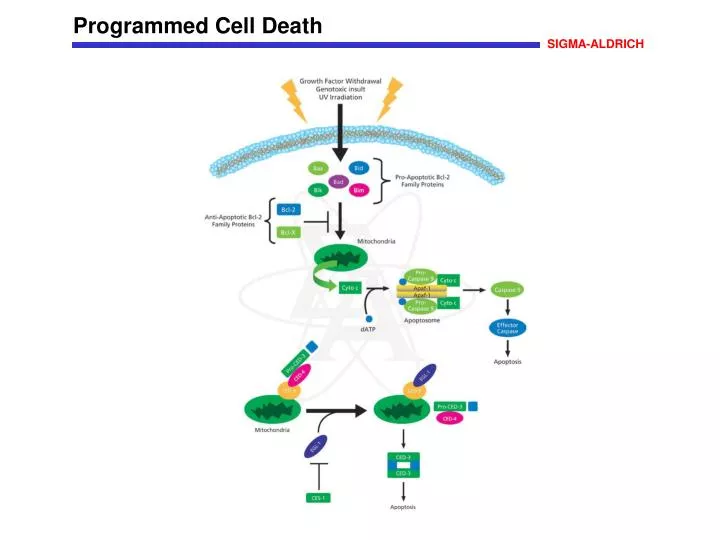 PPT - Programmed Cell Death PowerPoint Presentation, free download - ID ...