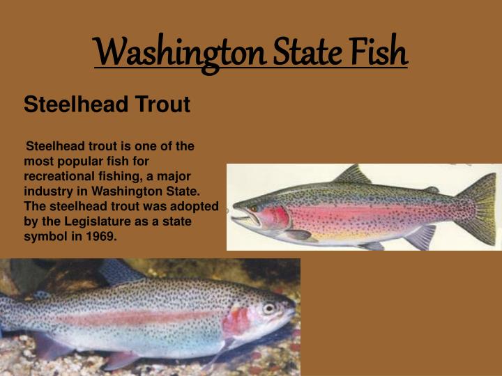 PPT - Washington State Facts and Symbols PowerPoint Presentation - ID ...