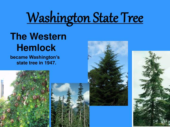 PPT - Washington State Facts and Symbols PowerPoint Presentation - ID ...