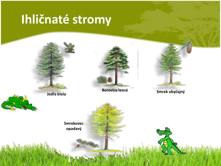 PPT - Rastliny okolo nás Cyklus stromu PowerPoint Presentation - ID:1474603