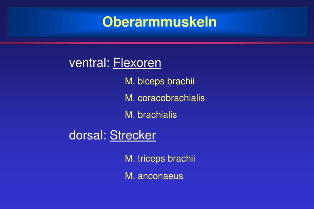 PPT - Hautinnervation des Oberarms PowerPoint Presentation, free ...