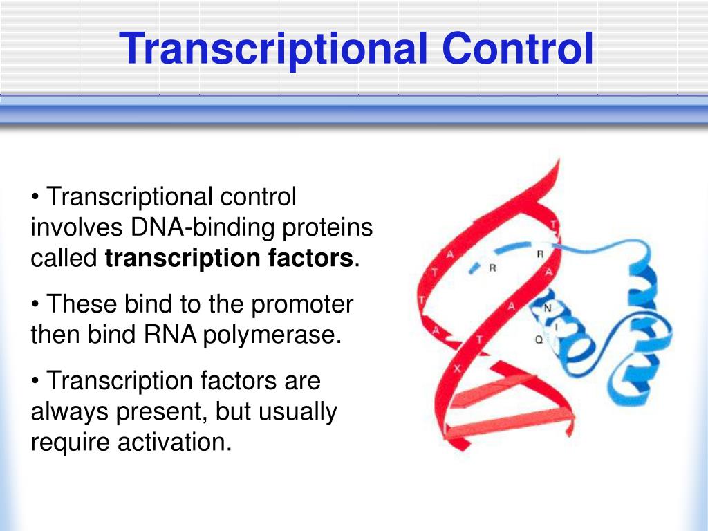 Ppt Eukaryotic Gene Regulation Powerpoint Presentation Free Download