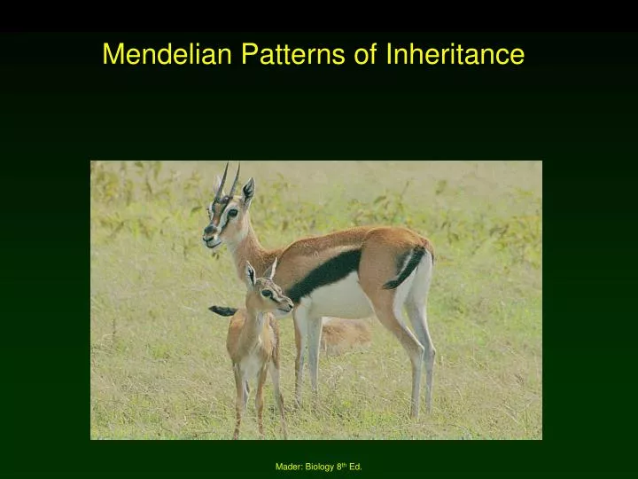 PPT - Mendelian Patterns of Inheritance PowerPoint Presentation, free ...
