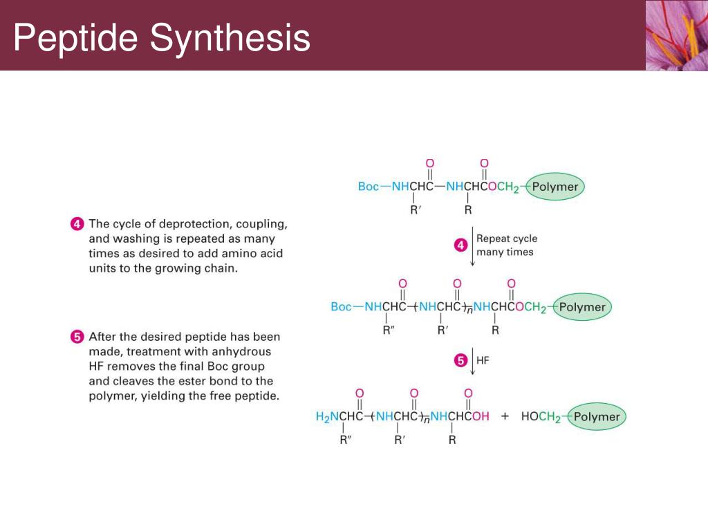 PPT - Amino Acids, Peptides, and Proteins PowerPoint Presentation, free ...