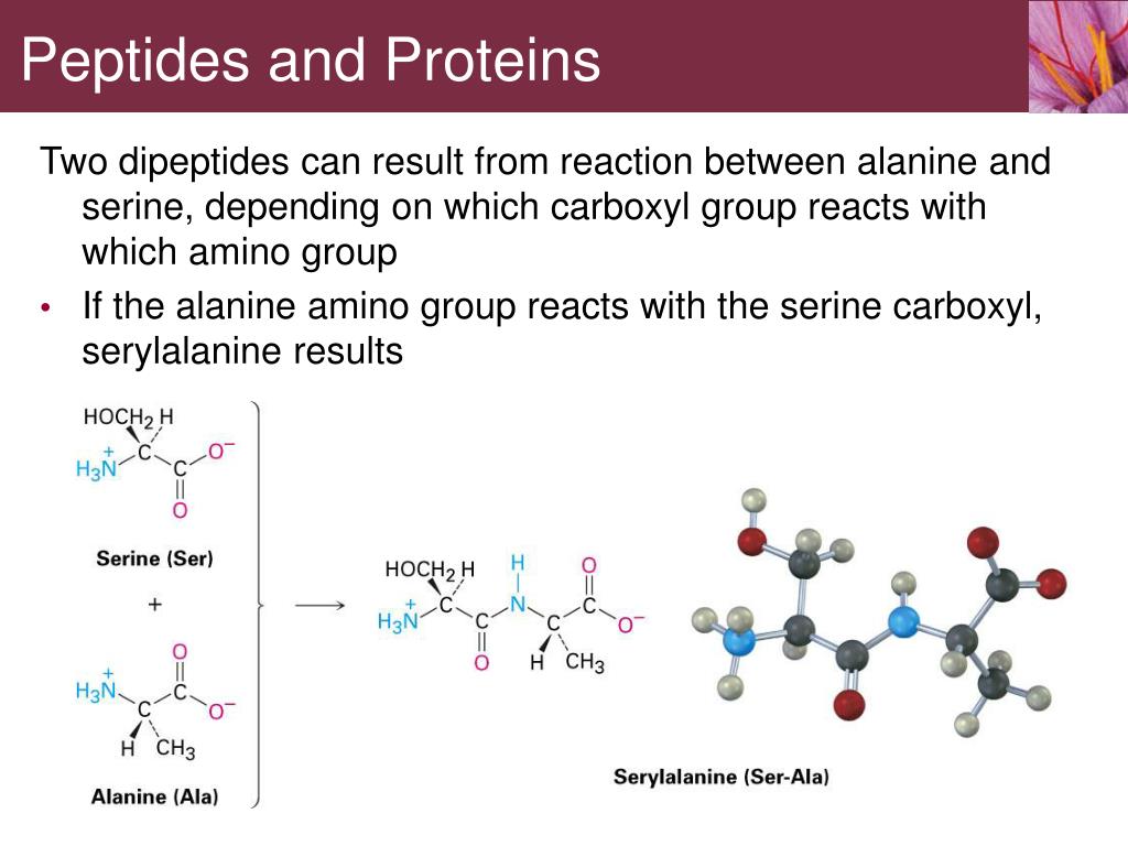 PPT - Amino Acids, Peptides, and Proteins PowerPoint Presentation, free ...