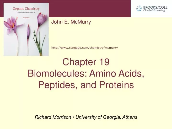 PPT - Amino Acids, Peptides, and Proteins PowerPoint Presentation, free ...