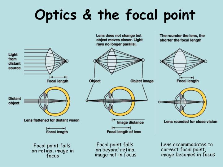 PPT - Muscoli Estrinseci dell’Occhio PowerPoint Presentation - ID:1476551