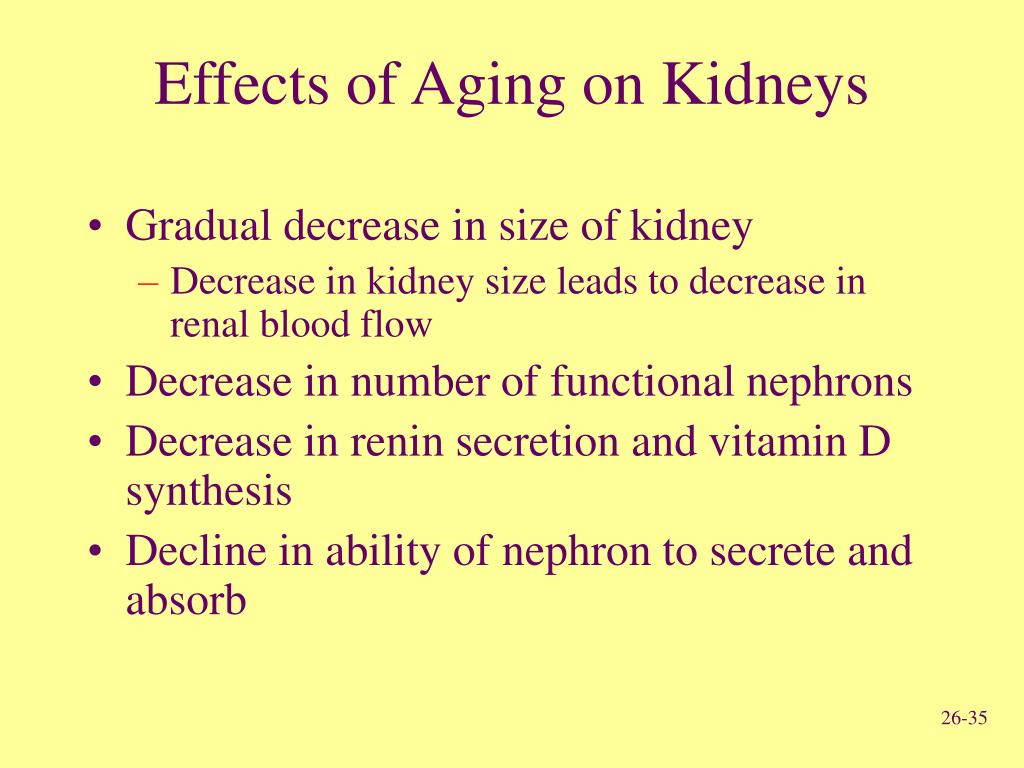 Ppt Human Urogenital System Powerpoint Presentation Free Download