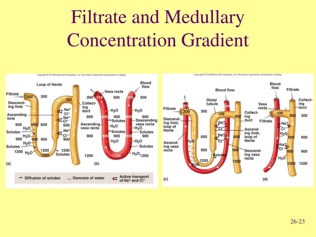 Ppt Human Urogenital System Powerpoint Presentation Free Download