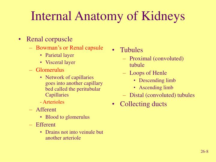 Ppt Human Urogenital System Powerpoint Presentation Id 147758