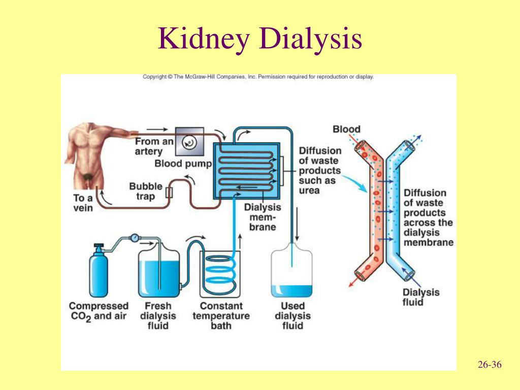 Ppt Human Urogenital System Powerpoint Presentation Free Download