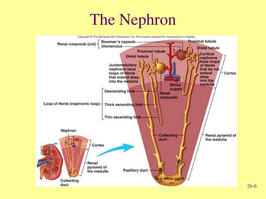 Ppt Human Urogenital System Powerpoint Presentation Free Download