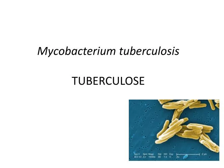 PPT - Mycobacterium tuberculosis TUBERCULOSE PowerPoint Presentation ...