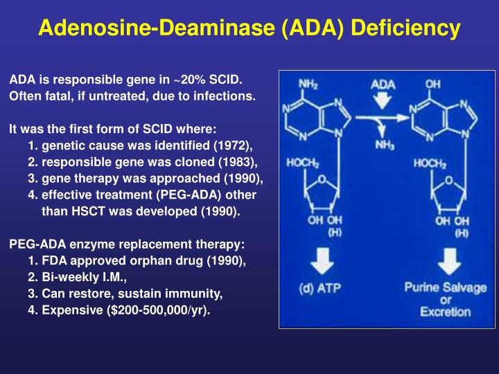 PPT - Adenosine-Deaminase (ADA) Deficiency PowerPoint Presentation ...