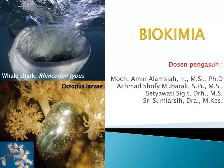 PPT - BIOKIMIA PowerPoint Presentation, free download - ID:1479952