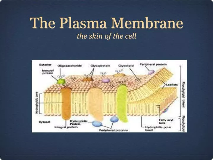 PPT The Plasma Membrane PowerPoint Presentation Free Download ID 