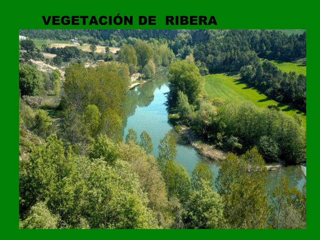 PPT - BOSQUES DE RIBERA CADUCIFOLIOS PowerPoint Presentation, free ...