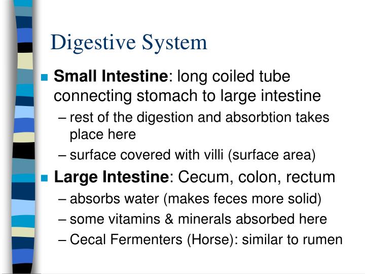 PPT - Horse Digestive System PowerPoint Presentation - ID:1481921