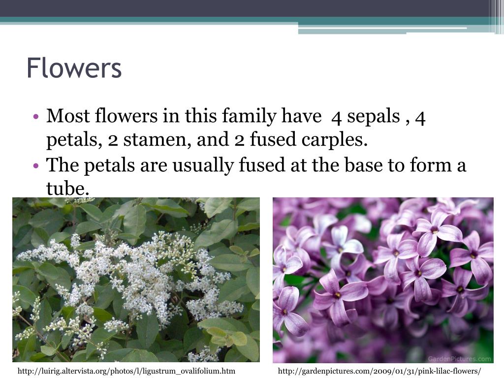 PPT - Characteristics of Oleaceae “The olive family” PowerPoint ...