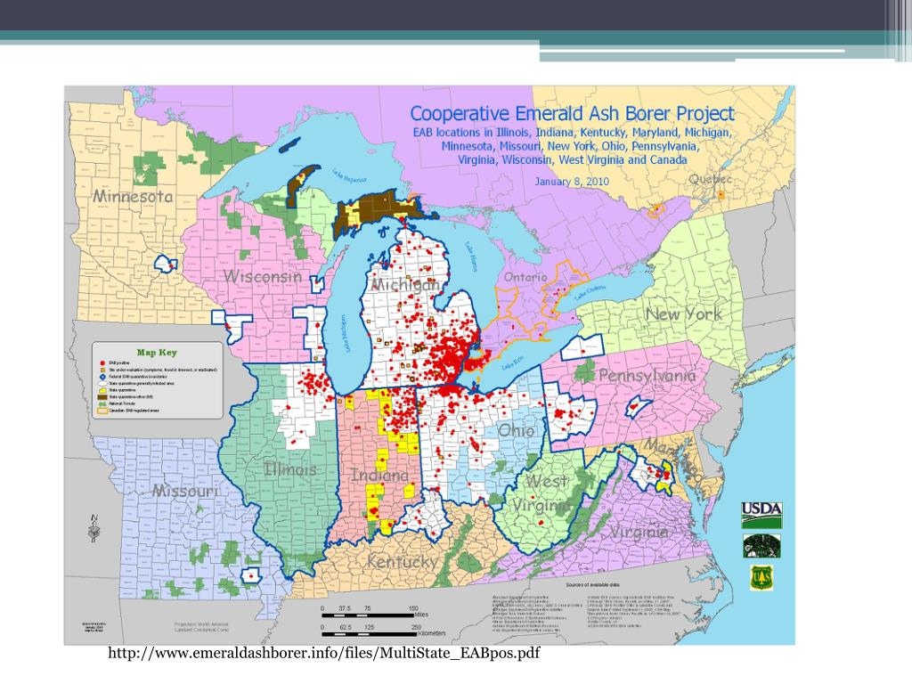 PPT - Characteristics of Oleaceae “The olive family” PowerPoint ...