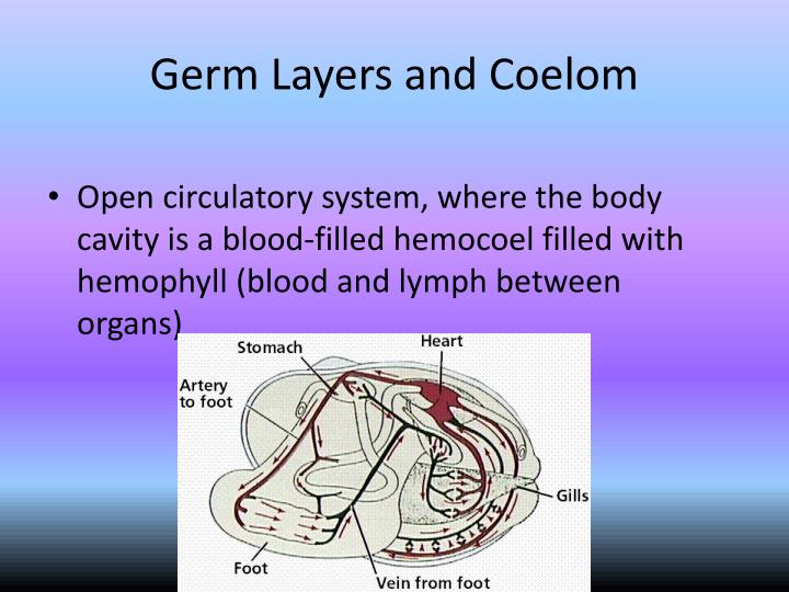 PPT - Mollusca PowerPoint Presentation - ID:1482938