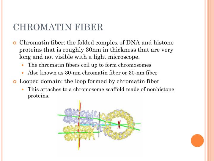 PPT - STRUCTURE OF CHROMATIN PowerPoint Presentation - ID:148343