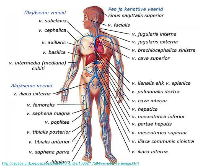 PPT - VERERINGE JA SÜDA PowerPoint Presentation - ID:1483459