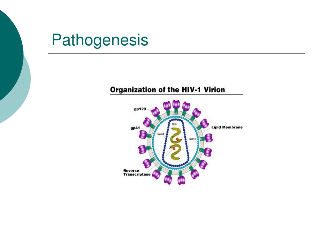 PPT - Drug Treatment of HIV/AIDS PowerPoint Presentation, free download ...