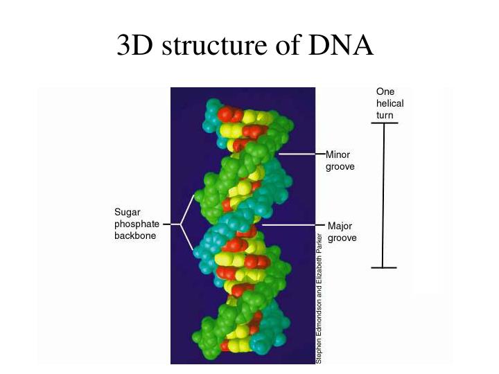 PPT - Central dogma: Information flow in cells PowerPoint Presentation ...