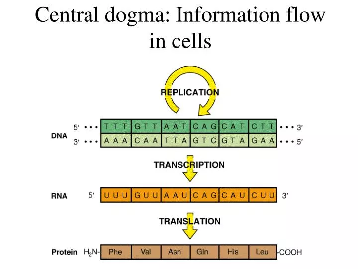 PPT - Central dogma: Information flow in cells PowerPoint Presentation ...