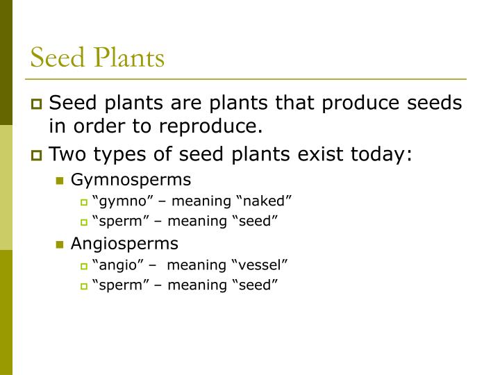 PPT - Gymnosperm vs Angiosperm PowerPoint Presentation - ID:1484345