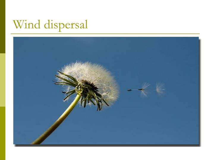 PPT - Gymnosperm vs Angiosperm PowerPoint Presentation - ID:1484345